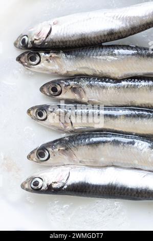 Fresh raw delicious anchovies, Turkey Black Sea small Fish Hamsi Stock ...