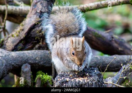 Grey Squirrel snacking on nuts at The Valley Gardens,Harrogate,North ...