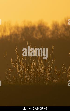 Common Reed (Phragmites australis) Norfolk January 2024 Stock Photo - Alamy