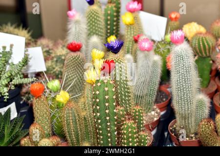 cacti with beautiful and colorful flowers on a black background Stock ...