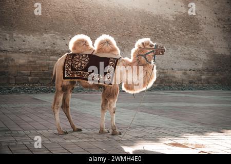 Camel stands in the shade of a tree in front of an ancient fortress ...
