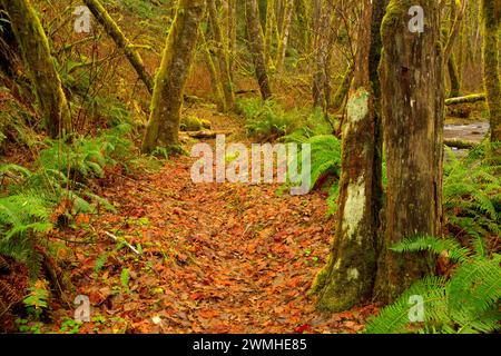 Spruce Run Creek Trail, Clatsop State Forest, Oregon Stock Photo - Alamy