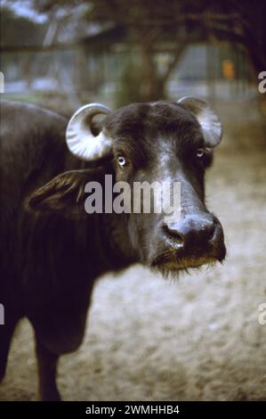 First Gulf War: 19th March 1991 Emaciated dairy cattle at the Kuwait ...