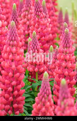 Lupinus Red Rum, lupin Red Rum, deep rose-red flowers, flecked with ...
