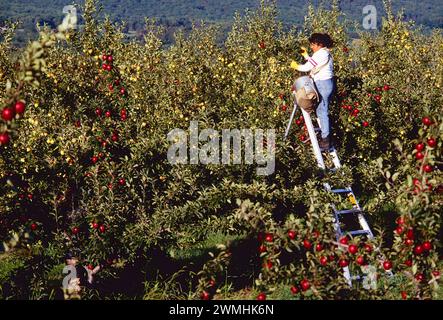 Apple orchards & harvest; Lerew Orchards; Adams County; Pennsylvania ...