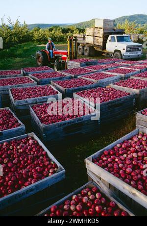 Apple orchards & harvest; Lerew Orchards; Adams County; Pennsylvania ...