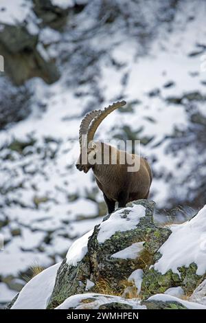 European mountain goats with big horns Stock Photo - Alamy