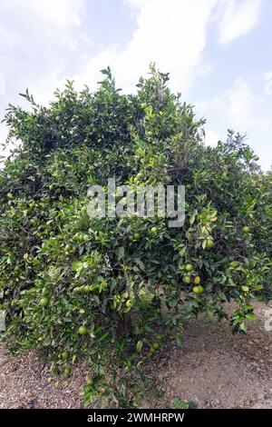 Island of Crete with plantation of citrus trees and fruits in the ...