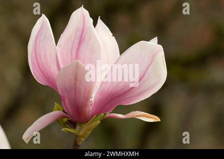 Tulip tree bloom, Bushs Pasture Park, Salem, Oregon Stock Photo - Alamy