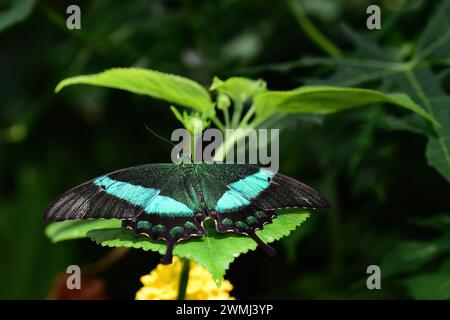 The Malabar Banded Peacock Papilio Buddha butterfly also called Buddha ...