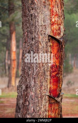 resin extraction in a Pinus pinaster forest, Montes de Coca, Segovia ...
