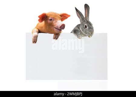 Rabbit and pig with sheet for a text writing Stock Photo - Alamy