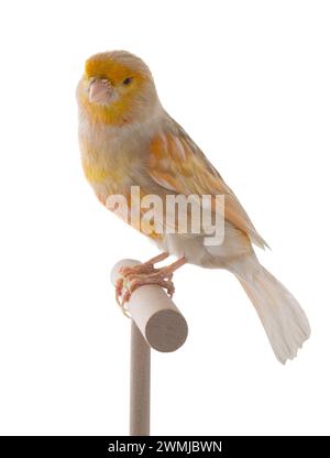 feo canary isolated on a white background Stock Photo - Alamy
