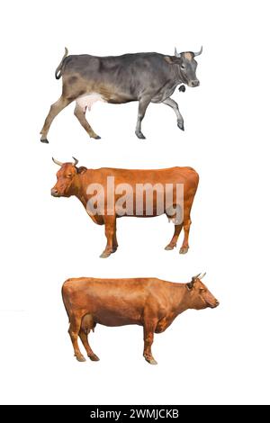 Three funny cow isolated on a white background. Portrait of three cute ...
