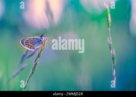 Abstract beauty colorful butterfly background Stock Photo - Alamy