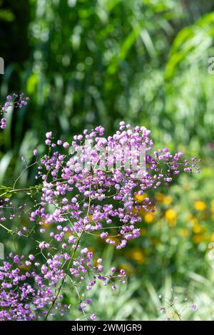 Common gypsophila flower, close up shot, local focus Stock Photo - Alamy