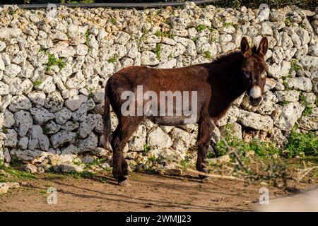 The donkey, donkey, donkey, donkey or colt is a domestic animal of the ...