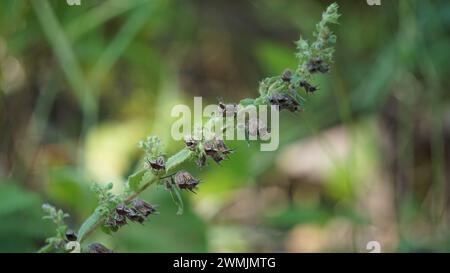 Waltheria indica (Also called Waltheria indica, Malvaceae, sleepy ...