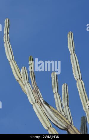 Le cactus autour du château de Faro, Portugal Stock Photo - Alamy