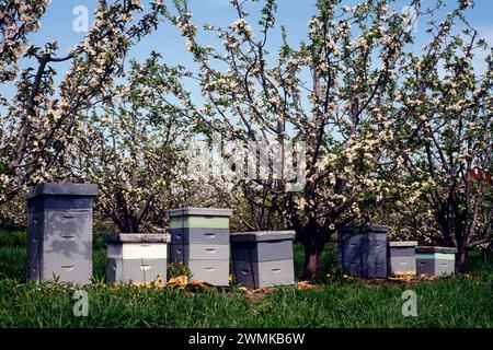 Bee hives for pollinations of fruit tree blossoms; Adams County ...