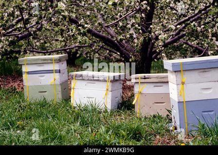 Bee hives for pollinations of fruit tree blossoms; Adams County ...