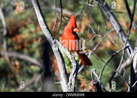 A beautiful, brightly colored Northern Cardinal perched on a branch ...