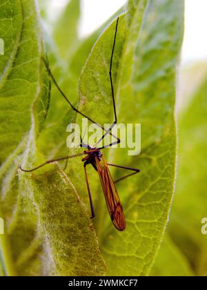 Giant Eastern Crane Fly (Pedicia albivitta) Insecta Stock Photo - Alamy