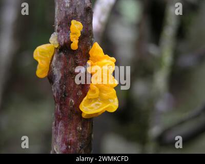 Slime Flux tree disease close up trunk of maple tree with wetwood ...