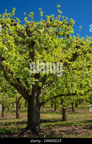 Hood River County, OR Pear orchard in blossom with Mt. Hood in the ...