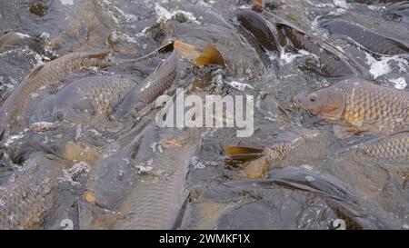 Carp spawning on the surface of water Stock Photo - Alamy