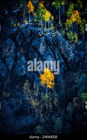 Autumn aspen gold colors and early snowfall, Grand Teton National Park ...