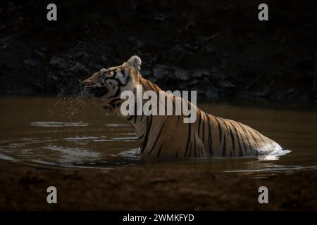 Bengal tiger sits shaking head in waterhole Stock Photo - Alamy
