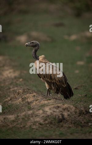 Indian Vulture (Gyps Indicus Stock Photo - Alamy