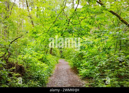 View of a dirt pathway through the Watershed Forest Trail; Delta ...