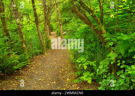 Pioneer Path Trail, Kilchis Point Reserve, Bay City, Oregon Stock Photo ...