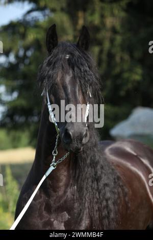 Amazing friesian mare with long mane, with white bridle Stock Photo - Alamy