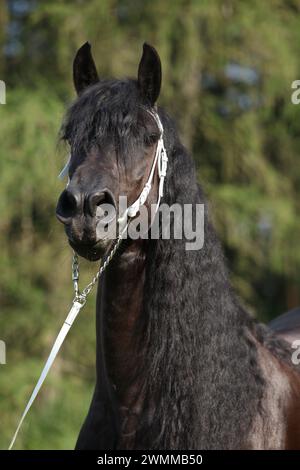 Amazing friesian mare with long mane, with white bridle Stock Photo - Alamy