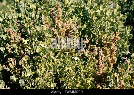 Old man saltbush (Atriplex nummularia) is an evergreen shrub native to ...