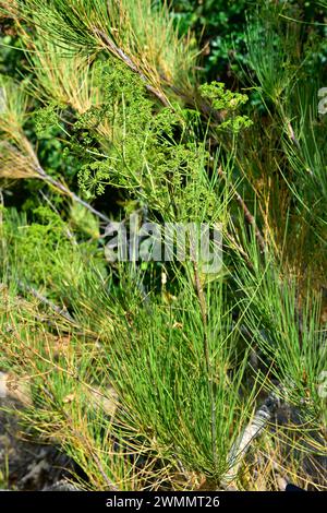 Needle-leaf (Anginon difforme) is a medicinal shrub endemic to South ...