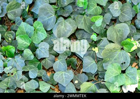 Moroccan ivy (Hedera maroccana) is an evergreen climbing shrub native ...