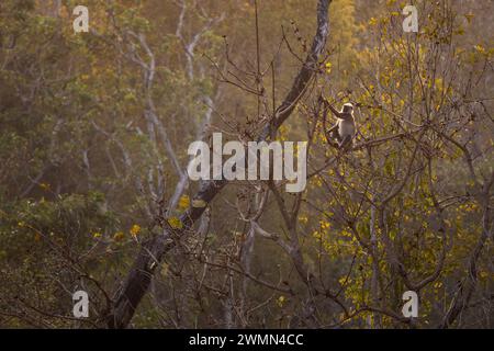 Black-footed Langur - Semnopithecus hypoleucos, beautiful popular ...