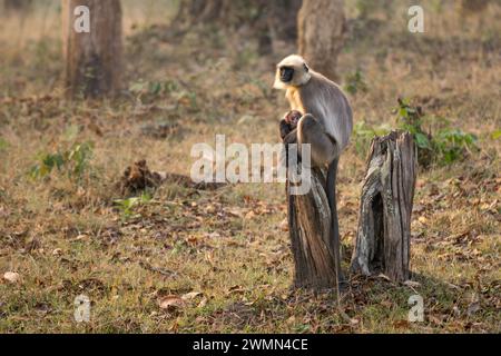 Black-footed Langur - Semnopithecus hypoleucos, beautiful popular ...