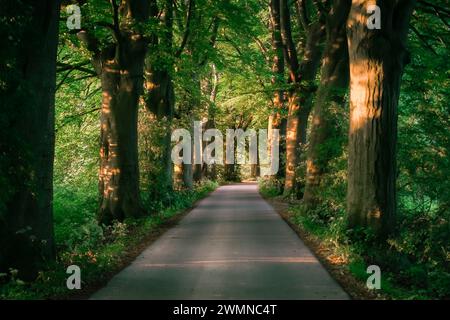 Country side road with monumental beech trees along the side of the ...