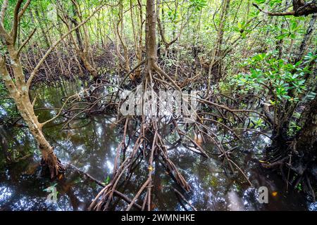 Mangrove trees at Jozani Chwaka Bay National Park, Zanzibar Stock Photo ...