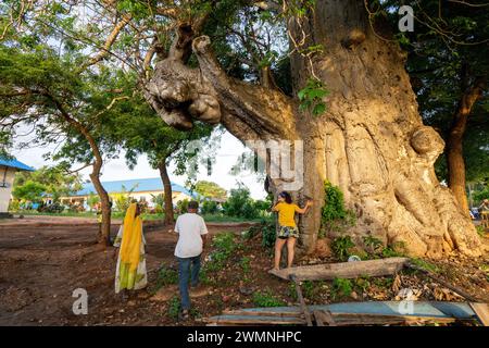 Mature Baobab Tree. Photographed in Zanzibar Stock Photo - Alamy