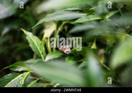 Butterfly on the green leaves of a tree Stock Photo - Alamy
