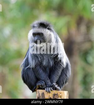 A King Colobus at Paignton Zoo, Devon Stock Photo - Alamy