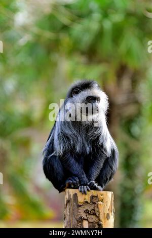 A King Colobus at Paignton Zoo, Devon Stock Photo - Alamy