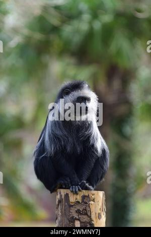 A King Colobus at Paignton Zoo, Devon Stock Photo - Alamy