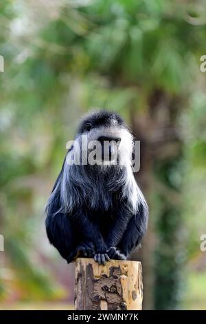 A King Colobus at Paignton Zoo, Devon Stock Photo - Alamy